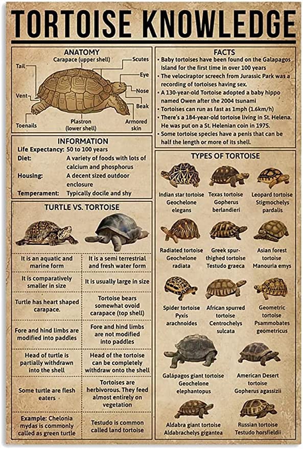Starotore Anatomy Of A Carapace Canvas Print Painting Tortoise Knowledge Posters Frameless Wall Art Animal Pictures Vintage Wall Decor For Bedroom Bathroom Garden Home Aquarium Decor 12x16inch