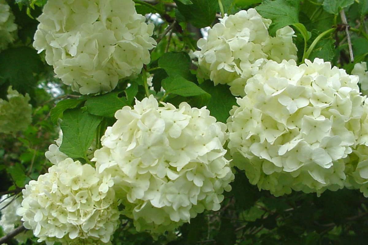 Old Snowball Viburnum Plant Live for Garden, 6 Inc to 9 Inc Tall, Flower Bush Plant