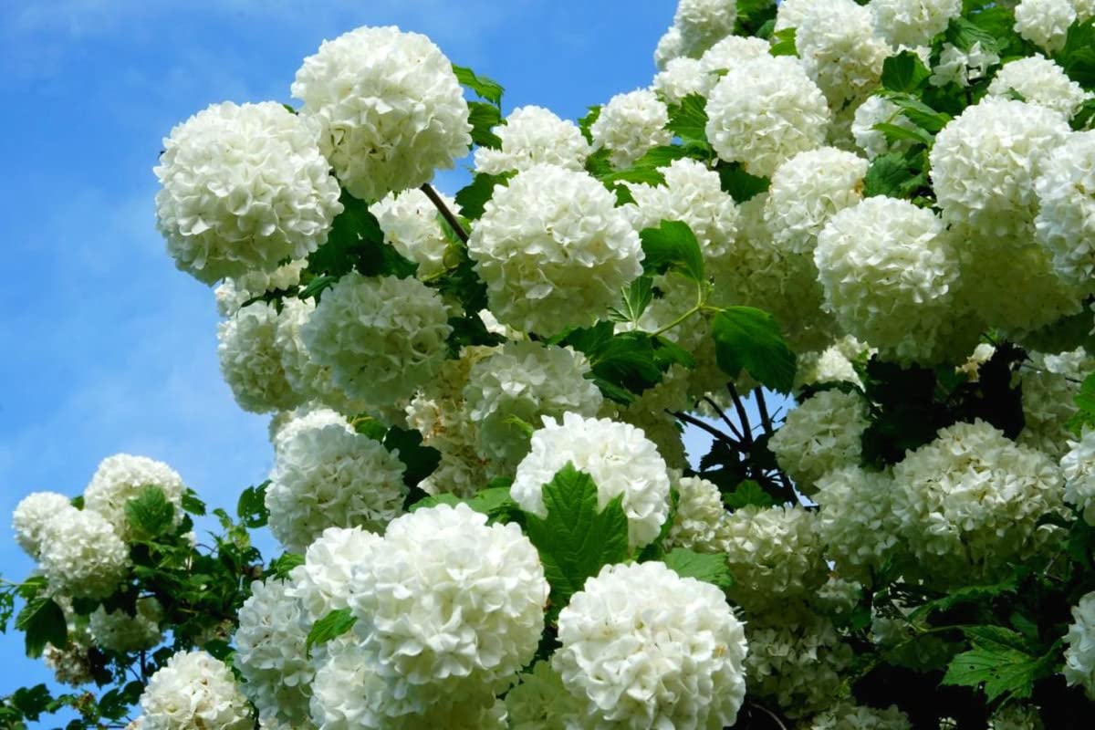 Old Snowball Viburnum Plant Live for Garden, 6 Inc to 9 Inc Tall, Flower Bush Plant