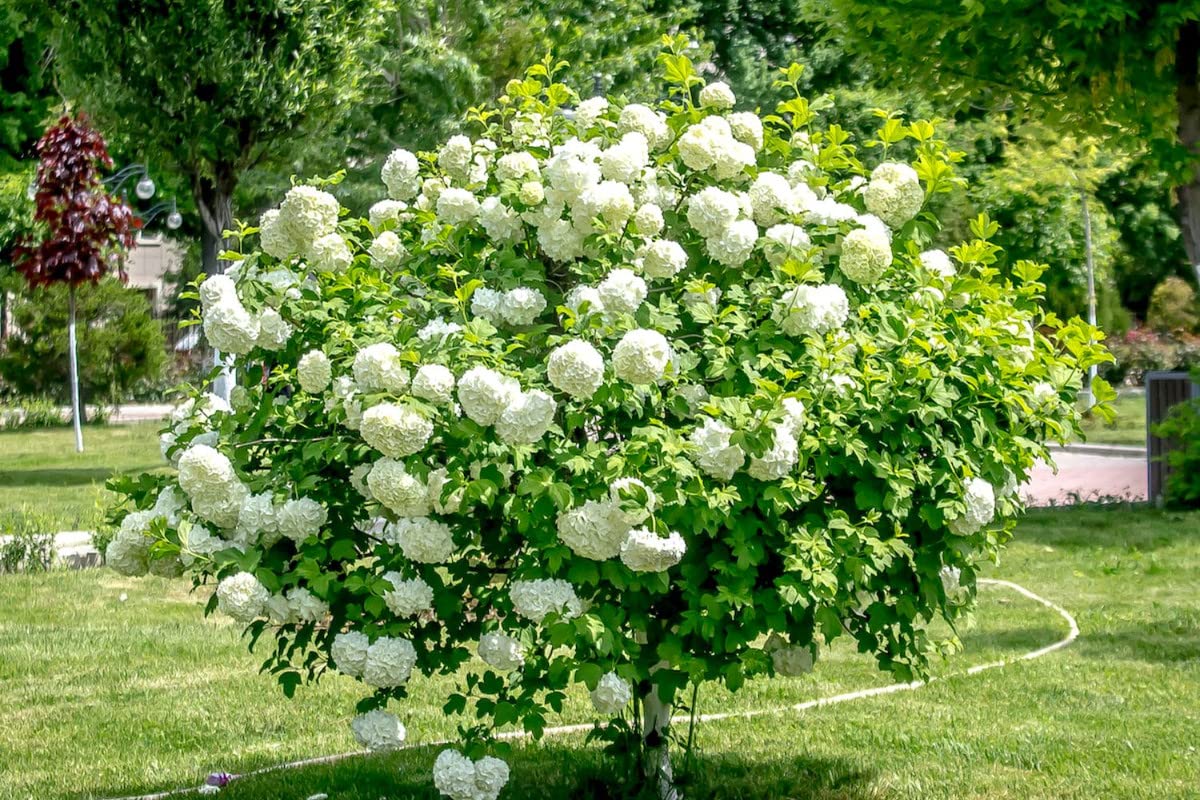 Old Snowball Viburnum Plant Live for Garden, 6 Inc to 9 Inc Tall, Flower Bush Plant