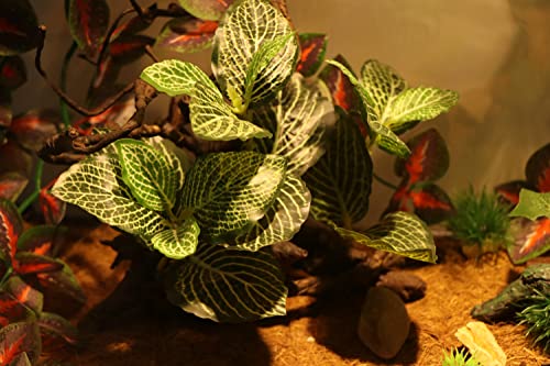 HRRIVE Reptile Rain Forest Ground Plants Decorations for Lizard Snake Bearded Dragon Crested Gecko Amphibian and Terrarium Habitat Decor