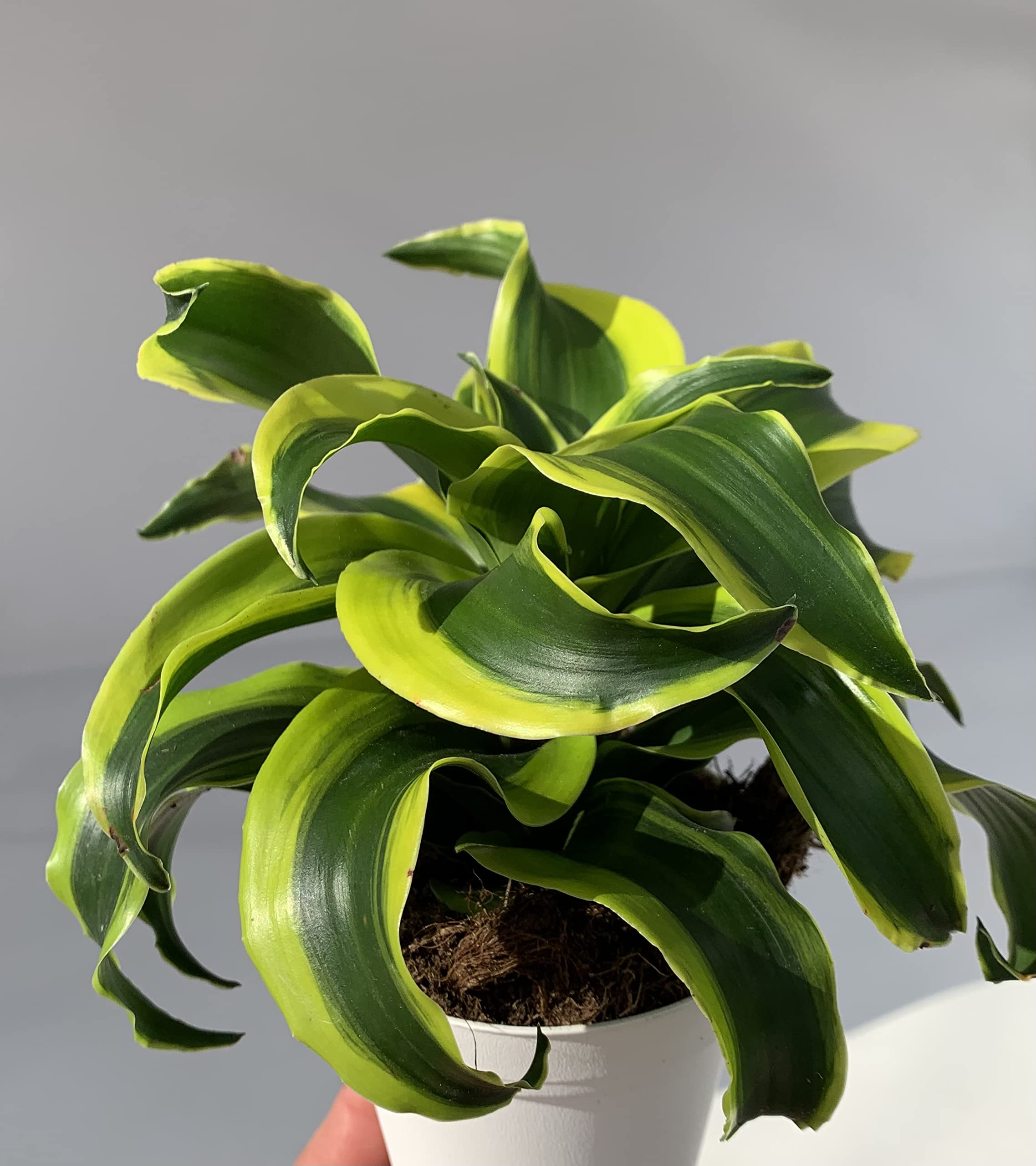 Dracaena Tornado Live House Plant in 4" Pot