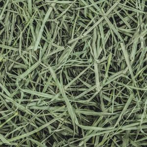 PremiYum Standlee Western Orchard Grass Hay Small Animal Food for Rabbits, Guinea Pigs, and Chinchillas, 9 lb. Box