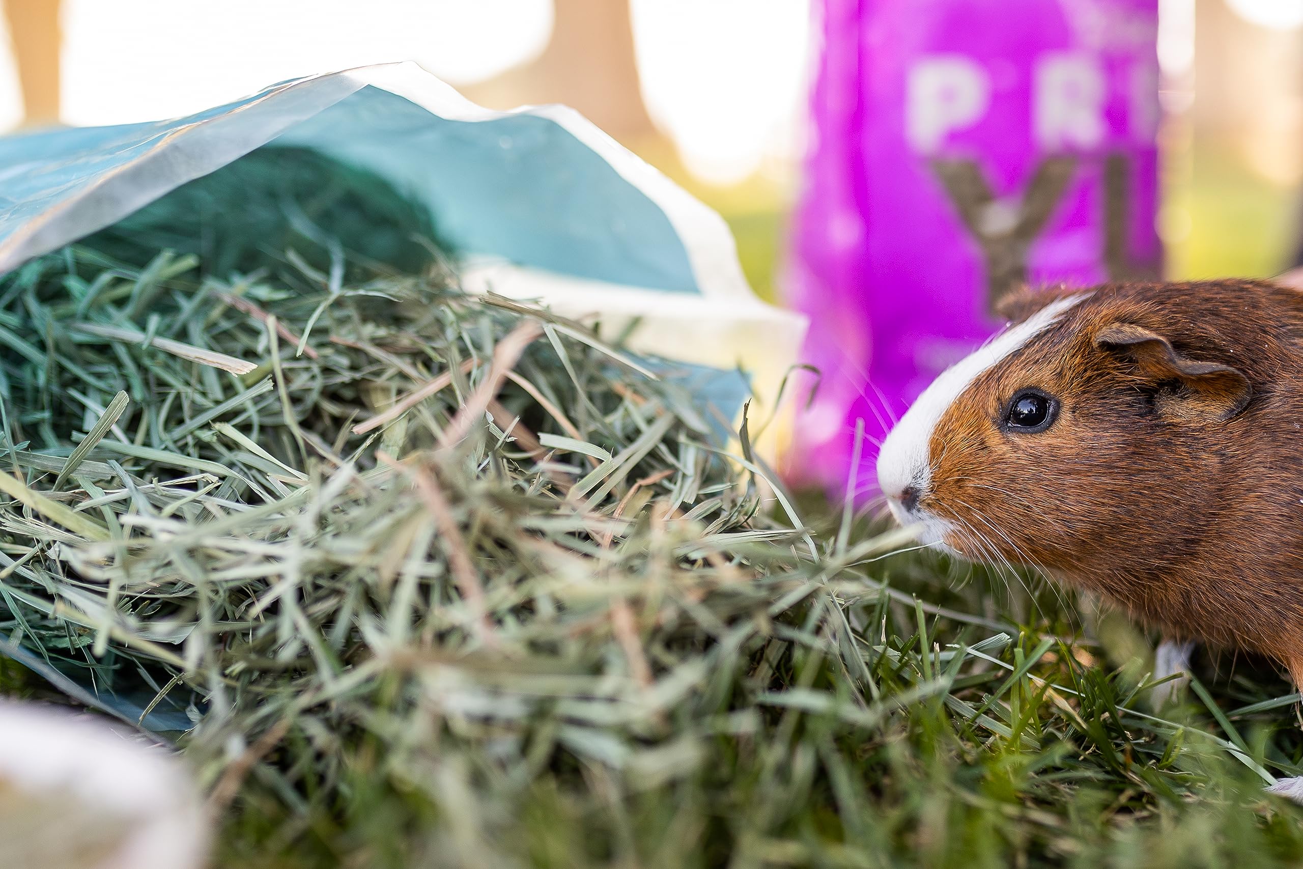 PremiYum Standlee Western Orchard Grass Hay Small Animal Food for Rabbits, Guinea Pigs, and Chinchillas, 9 lb. Box