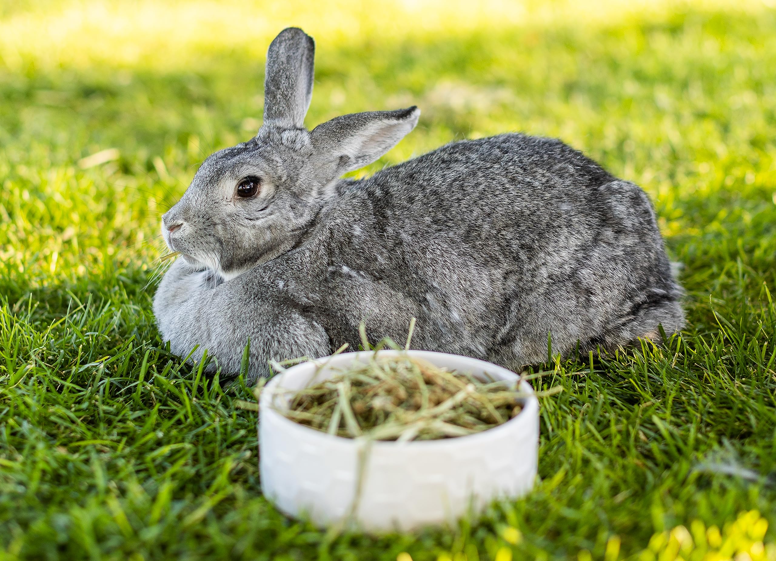 PremiYum Standlee Western Orchard Grass Hay Small Animal Food for Rabbits, Guinea Pigs, and Chinchillas, 9 lb. Box