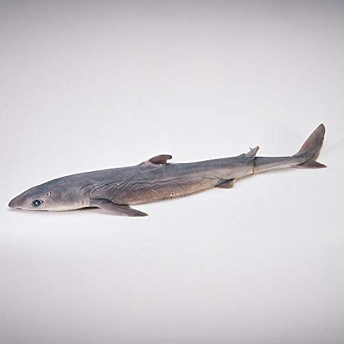 Formalin Pregnant Dogfish Shark, 27"+, Double Injection, 1 Per Bag