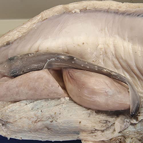Formalin Pregnant Dogfish Shark, 27"+, Double Injection, 1 Per Bag