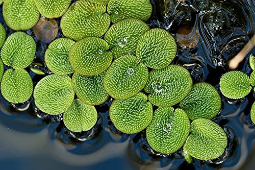 50 Water Spangles (Salvinia Minima) Live Floating Plants for Aquarium or Pond by TMDFishKeeping