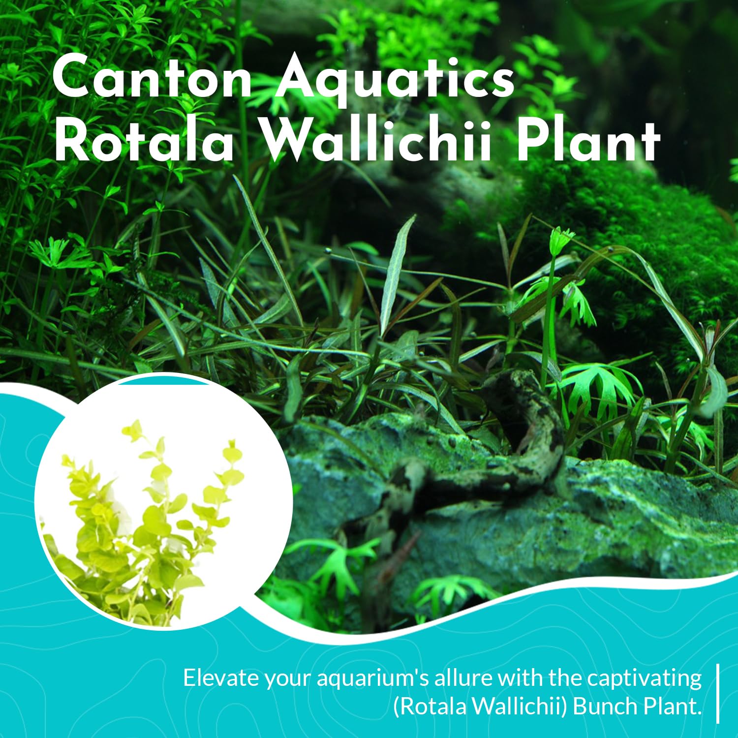CANTON AQUATICS Live Aquarium Rotala Wallichii Plant - Highly Sought & Absorb Wastes - Easy to Maintain - Promote High Water Quality - Bunch 3-5 Stems