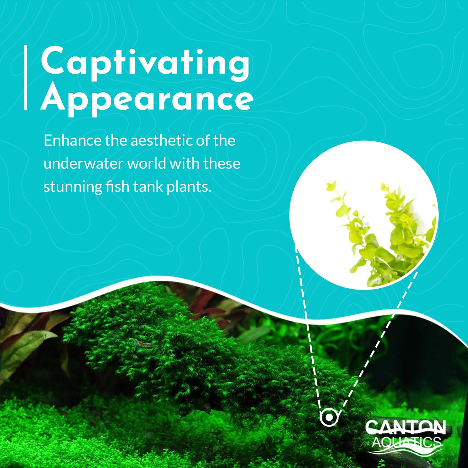 CANTON AQUATICS Live Aquarium Rotala Wallichii Plant - Highly Sought & Absorb Wastes - Easy to Maintain - Promote High Water Quality - Bunch 3-5 Stems