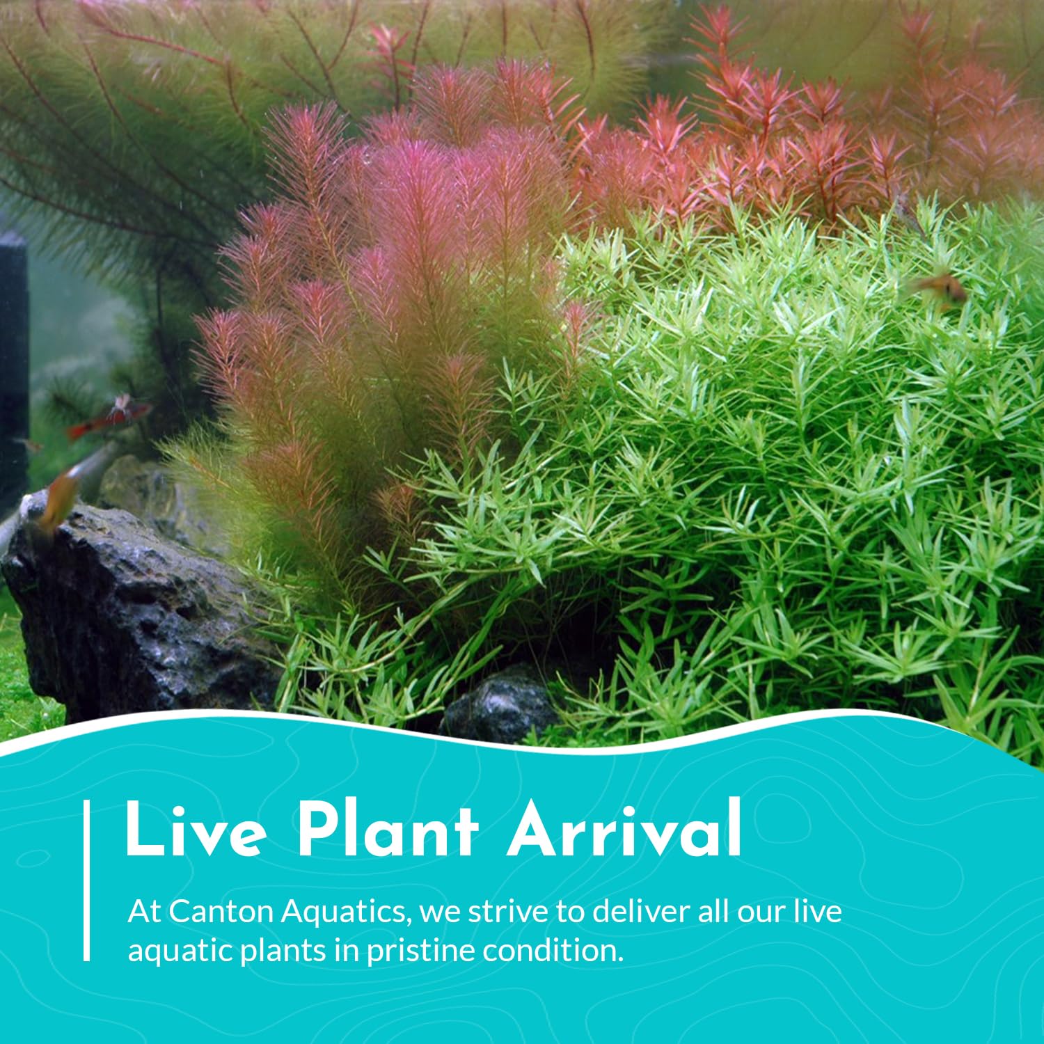 CANTON AQUATICS Live Aquarium Rotala Wallichii Plant - Highly Sought & Absorb Wastes - Easy to Maintain - Promote High Water Quality - Bunch 3-5 Stems