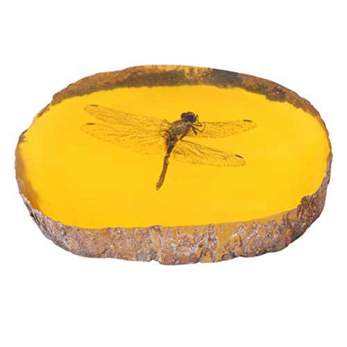 IMIKEYA Amber Fossil with Insects Samples Stones Crystal Specimens Home Decorations Collection Pendant Dragonfly