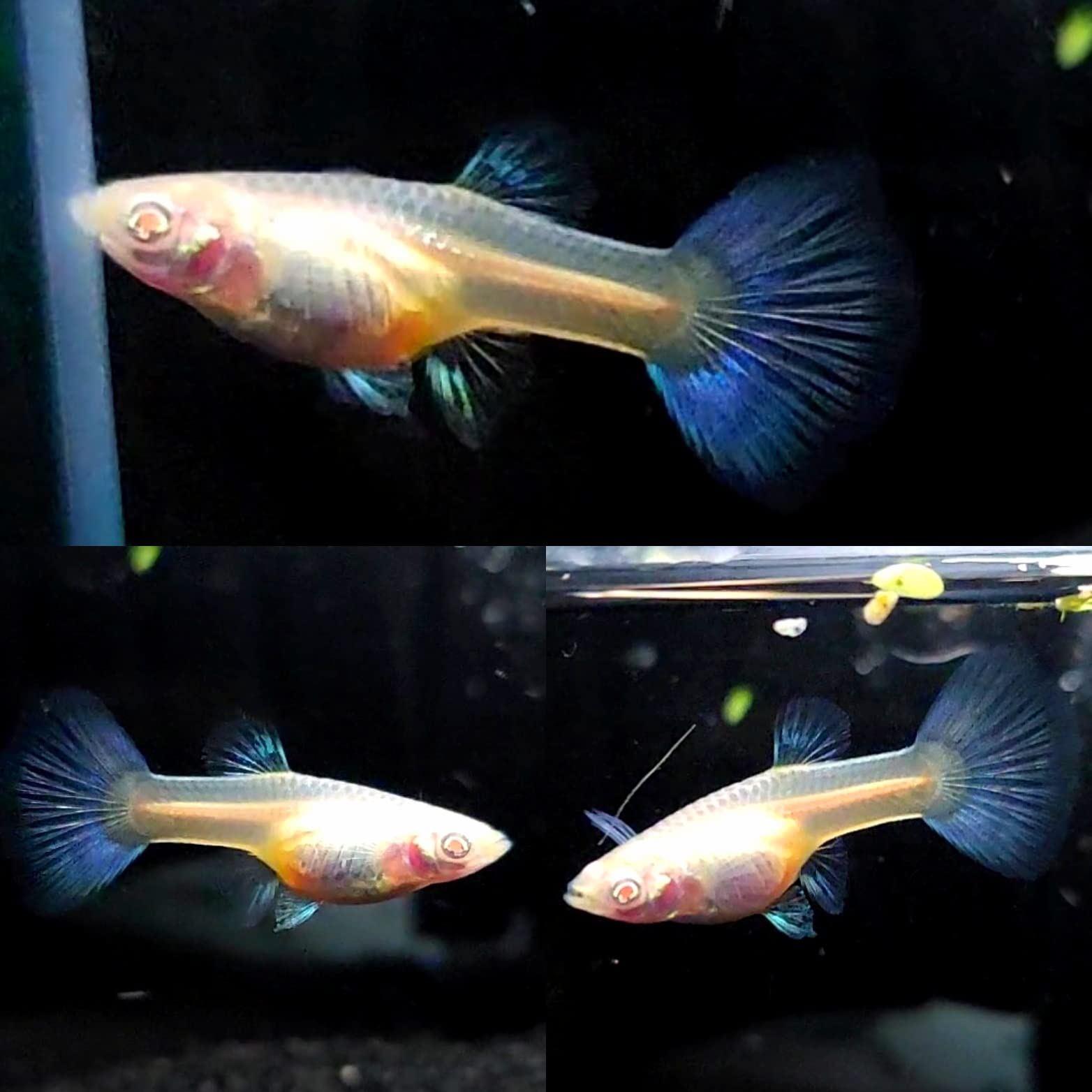 Tropical Live Fish - 1 Breeding Pair Blue Topaz Live Guppy Fish for Aquarium, Live Fish Freshwater