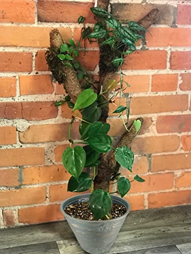 Josh's Frogs Flexible Natural Coco Tree Branches (Large)