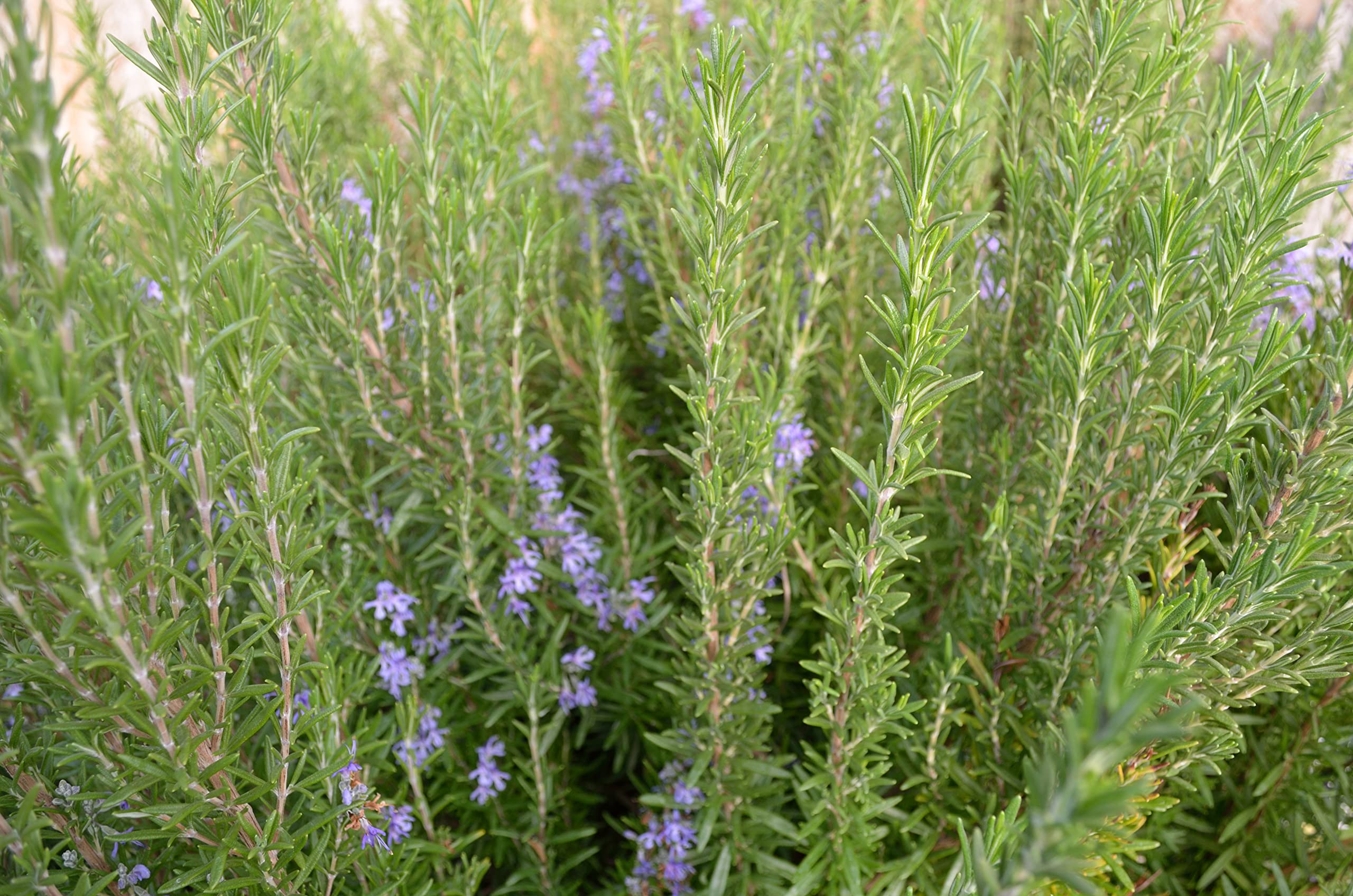 2 Live Potted Rosemary Herb Plants Grown in Quart Pots - Container Plant or for The Garden - Naturally Grown