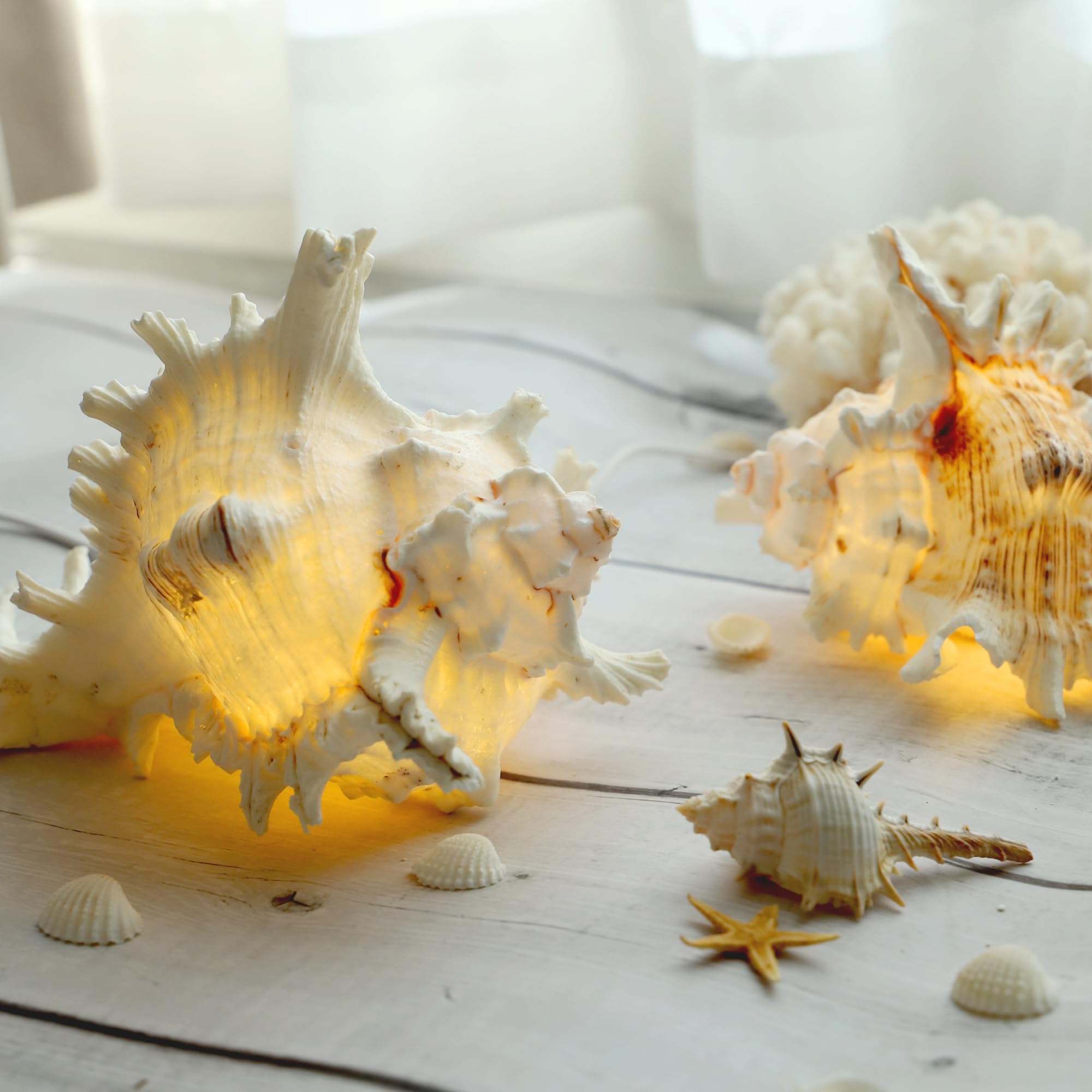 MIYA LIFE Magic Conch Shell Lamp - LED Lighted Real Conch Shell Night Light (Medium, Largest Side Around 5.5'') USB Plug & Battery Powered Seashell Lamp Sea Lamp for Bedroom Beach Themed Room Decor