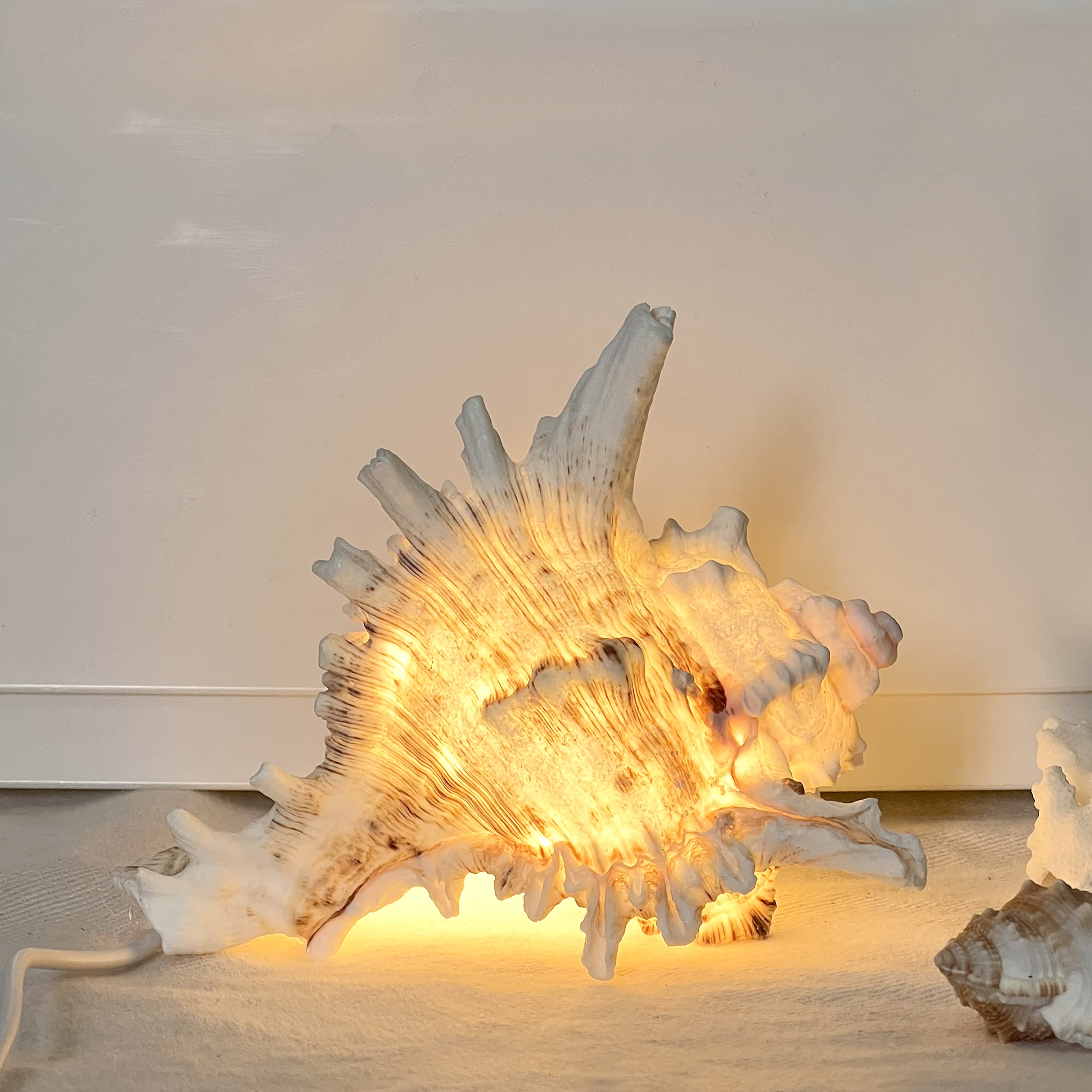 MIYA LIFE Magic Conch Shell Lamp - LED Lighted Real Conch Shell Night Light (Medium, Largest Side Around 5.5'') USB Plug & Battery Powered Seashell Lamp Sea Lamp for Bedroom Beach Themed Room Decor