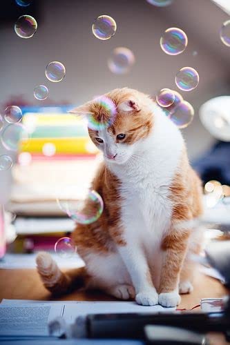 Kitty Love Bubbles: 2 Pack 4oz Bottles of Catnip Scent Bubbles for Cats, Non-Toxic and Allergen-Free, Bring Out Your Cat's Inner Hunter with Hours of Fun and Exercise