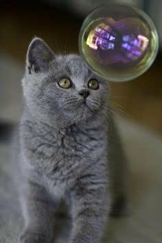 Kitty Love Bubbles: 2 Pack 4oz Bottles of Catnip Scent Bubbles for Cats, Non-Toxic and Allergen-Free, Bring Out Your Cat's Inner Hunter with Hours of Fun and Exercise
