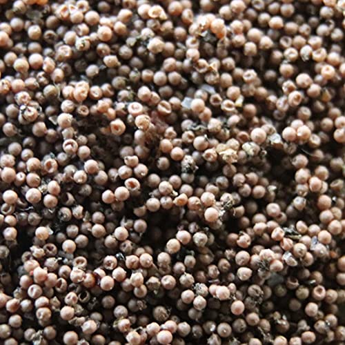 Greenwaterfarm Triops Longicaudatus Eggs for Hatching and Culture Suitable to be Pet and Science Project (Pure 200 Eggs)