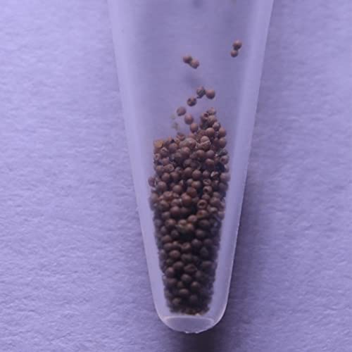 Greenwaterfarm Triops Longicaudatus Eggs for Hatching and Culture Suitable to be Pet and Science Project (Pure 200 Eggs)
