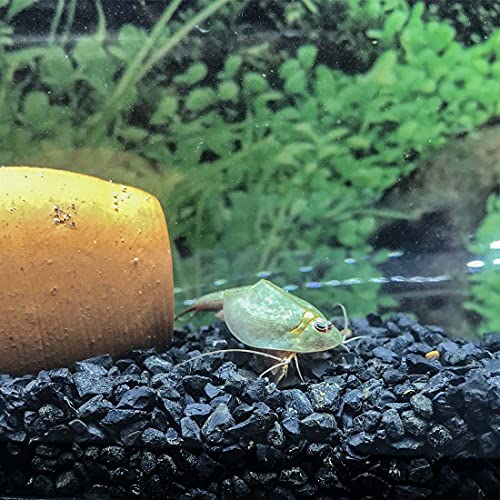 Greenwaterfarm Triops Longicaudatus Eggs for Hatching and Culture Suitable to be Pet and Science Project (Pure 200 Eggs)