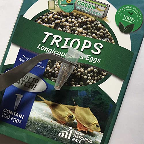 Greenwaterfarm Triops Longicaudatus Eggs for Hatching and Culture Suitable to be Pet and Science Project (Pure 200 Eggs)