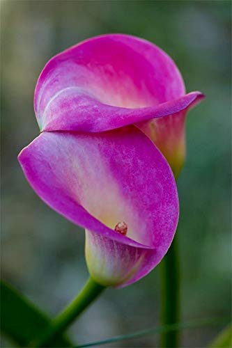 Calla Lily Mix(100+)Seeds Flowers Easy to Grow Planting for Outdoor Indoor Home Bonsai