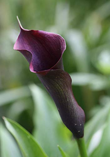 Calla Lily Mix(100+)Seeds Flowers Easy to Grow Planting for Outdoor Indoor Home Bonsai