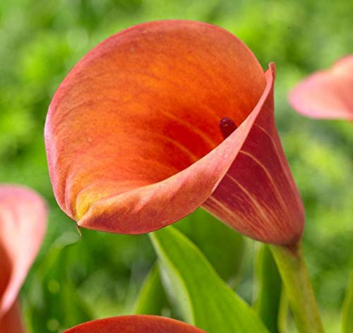 Calla Lily Mix(100+)Seeds Flowers Easy to Grow Planting for Outdoor Indoor Home Bonsai