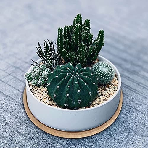 Ebingoo 2 pcs 10 inch Thick Solid Bamboo Large Plant Saucer for Outdoors 8-10 inch Pots Round Plant Trays for Indoors no Holes Durable Flower Succulent Cactus Planter Plant Plate