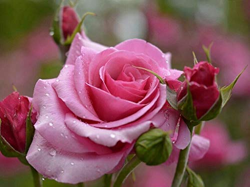 100+ Mixed Multicolored Rose Flower Seeds Perennial Flowers Rare Plants Garden Bonsai