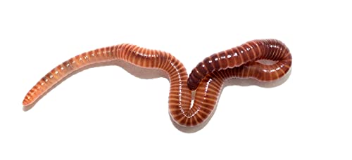 1000+ Red Wigglers Composting Worms Perfect for Worm Composting with Guaranteed Live Delivery Approximately 1 Pound Live Red Wiggler Worms Fast Delivery!