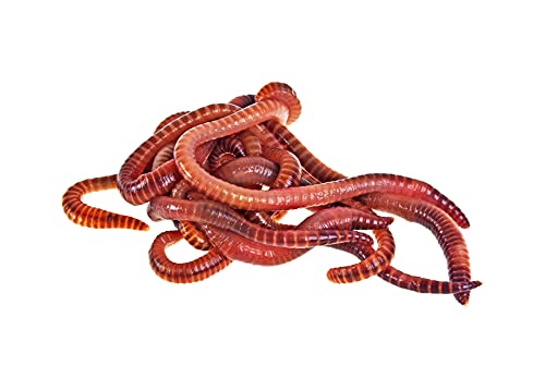 1000+ Red Wigglers Composting Worms Perfect for Worm Composting with Guaranteed Live Delivery Approximately 1 Pound Live Red Wiggler Worms Fast Delivery!