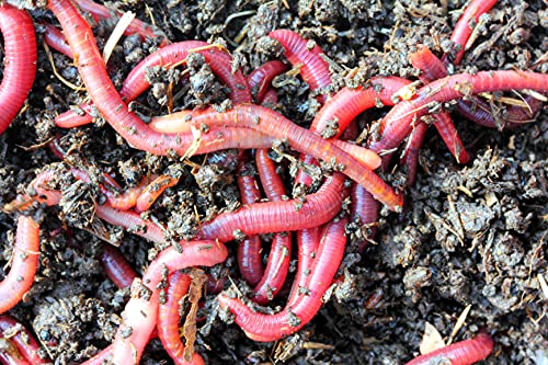 1000+ Red Wigglers Composting Worms Perfect for Worm Composting with Guaranteed Live Delivery Approximately 1 Pound Live Red Wiggler Worms Fast Delivery!