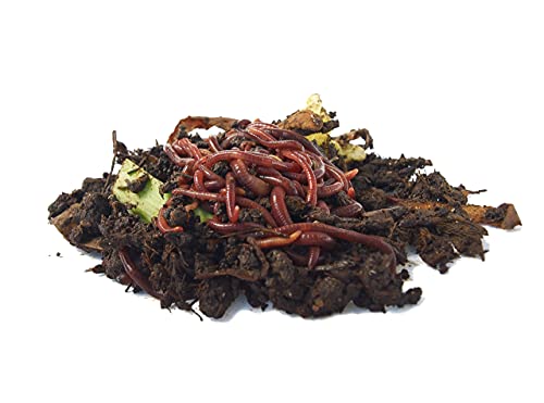 1000+ Red Wigglers Composting Worms Perfect for Worm Composting with Guaranteed Live Delivery Approximately 1 Pound Live Red Wiggler Worms Fast Delivery!