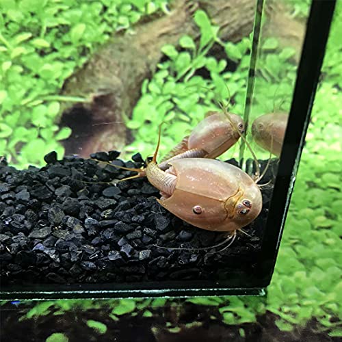 Greenwaterfarm Triops Red Longicaudatus Eggs for Hatching and Culture Suitable to be Pet and Science Project (Pure 200 Eggs)