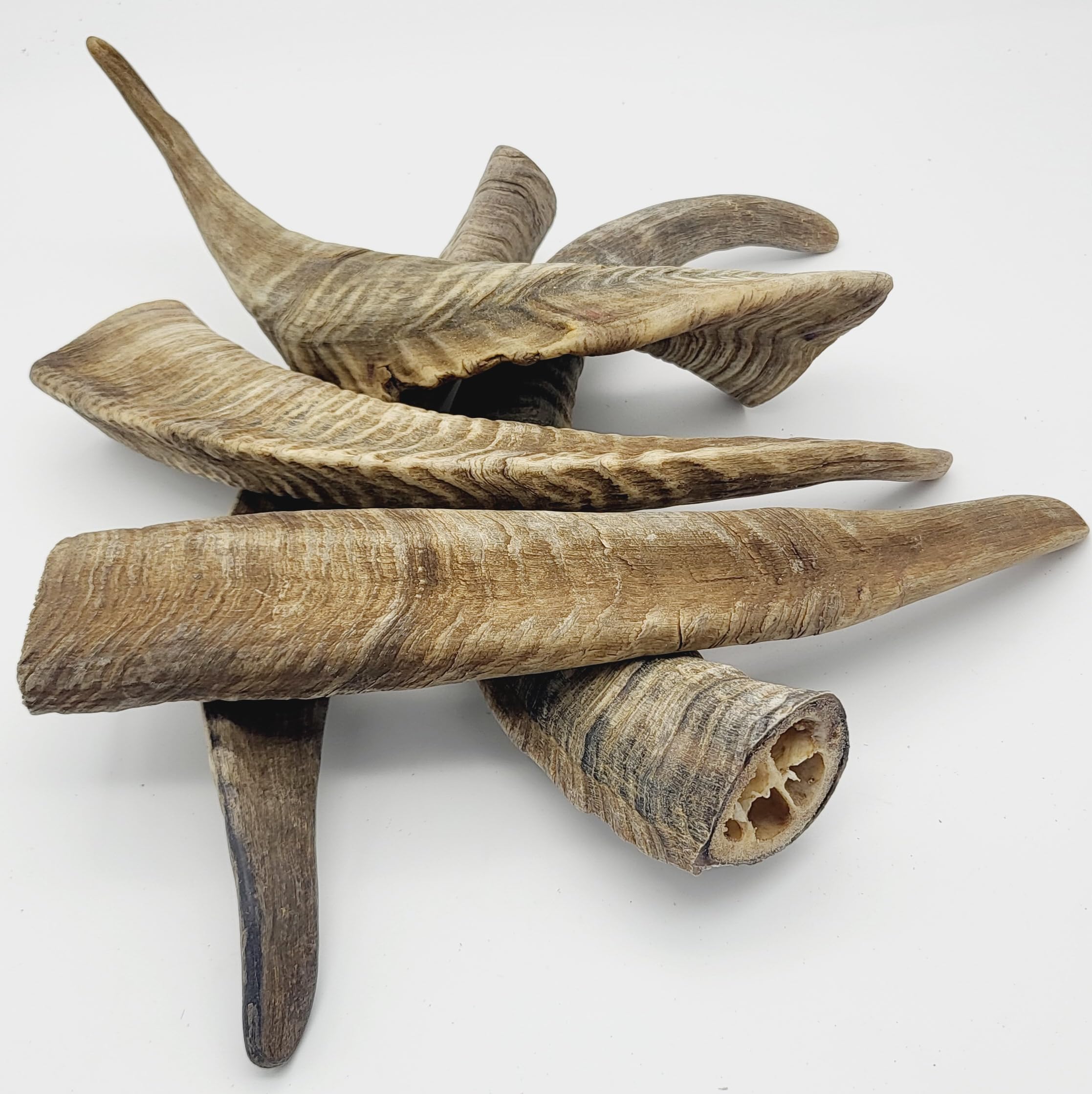Herders Choice Chews Dried Goat Horns (Bulk Pack Large Horns 1 kg)