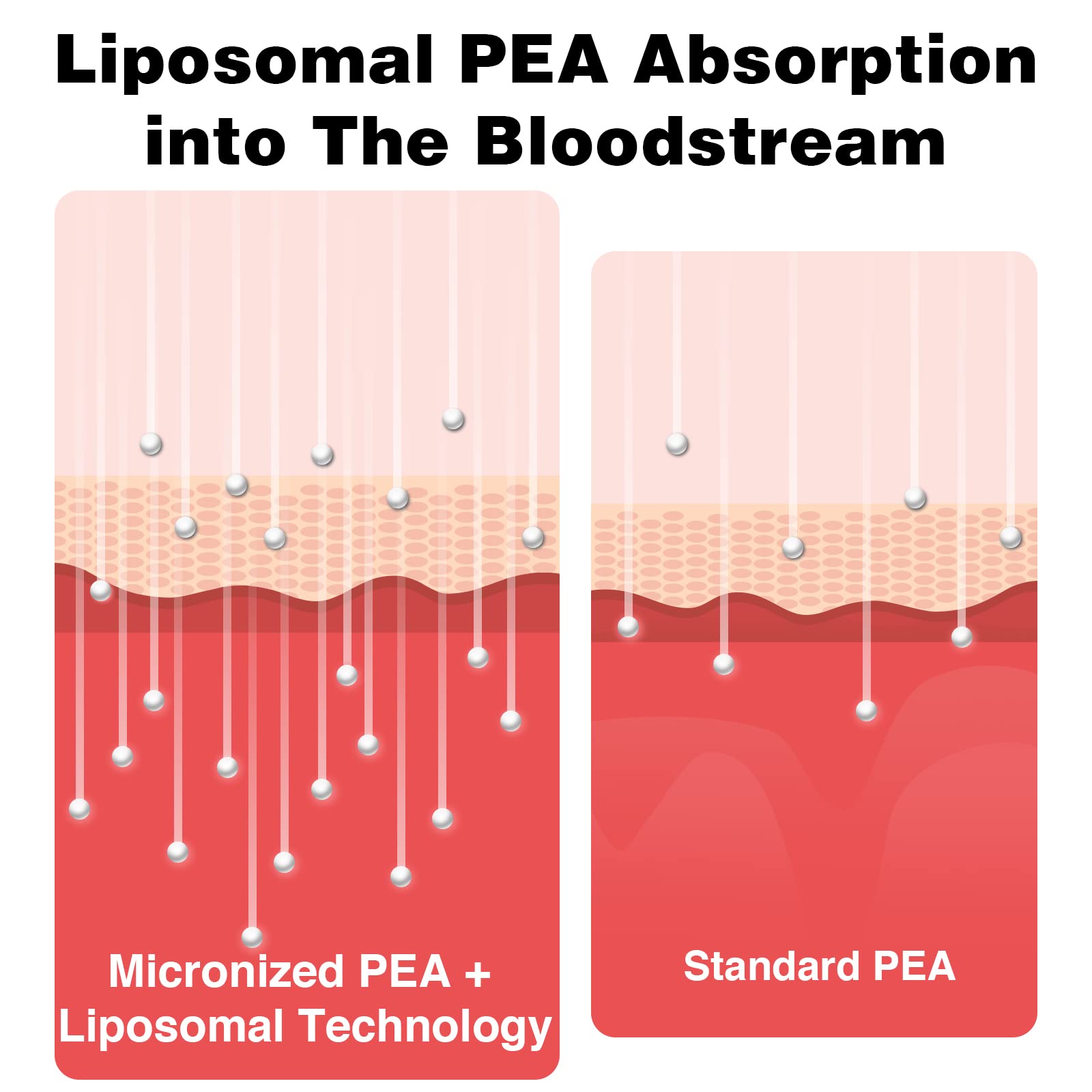 Liposomal Palmitoylethanolamide 1000 mg + Luteolin 100 mg, Micronized Pea 99% Highly Purified - Enhanced Absorption and Bioavailability, 60 Softgels