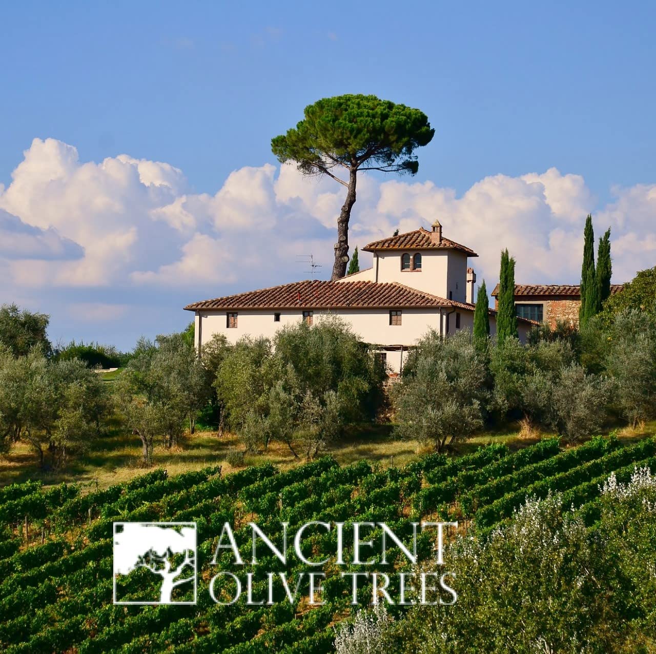 ANCIENT OLIVE TREES - Balsamic Vinegar | Aceto Balsamico di Modena IGP | Perfect for Any Sauce, Marinade, Salad, Fruit, or Vegetable Dish | 12.6 FL. OZ. | 1 CT