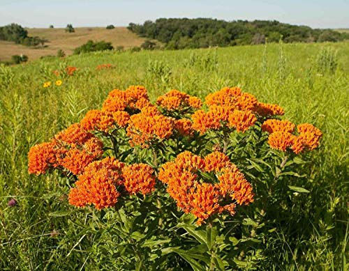 Orange Milkweed Plant Live Butterfly Milkweed Plant Asclepias Tuberosa Starter Plant
