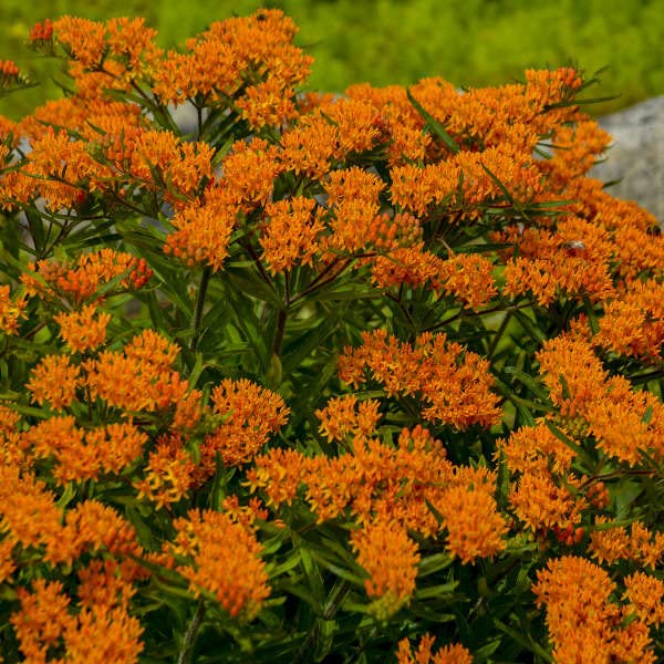 Orange Milkweed Plant Live Butterfly Milkweed Plant Asclepias Tuberosa Starter Plant