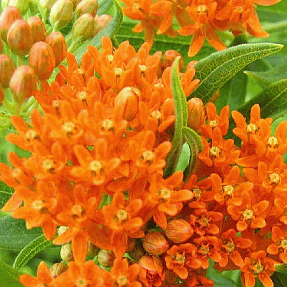 Orange Milkweed Plant Live Butterfly Milkweed Plant Asclepias Tuberosa Starter Plant