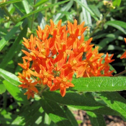 Orange Milkweed Plant Live Butterfly Milkweed Plant Asclepias Tuberosa Starter Plant