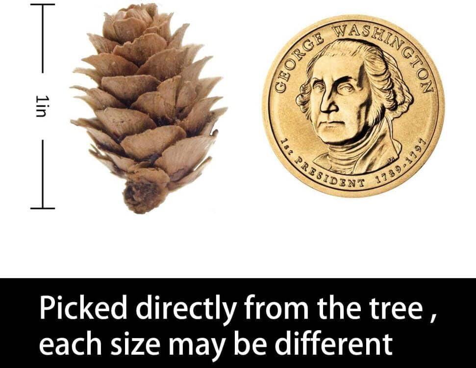 Deloky 150 PCS Christmas Natural Mini Pine Cones- 2CM Thanksgiving Small Pinecones Ornaments Vase Fillers for DIY Crafts, Home Decorations,Fall and Christmas,Wedding Decor