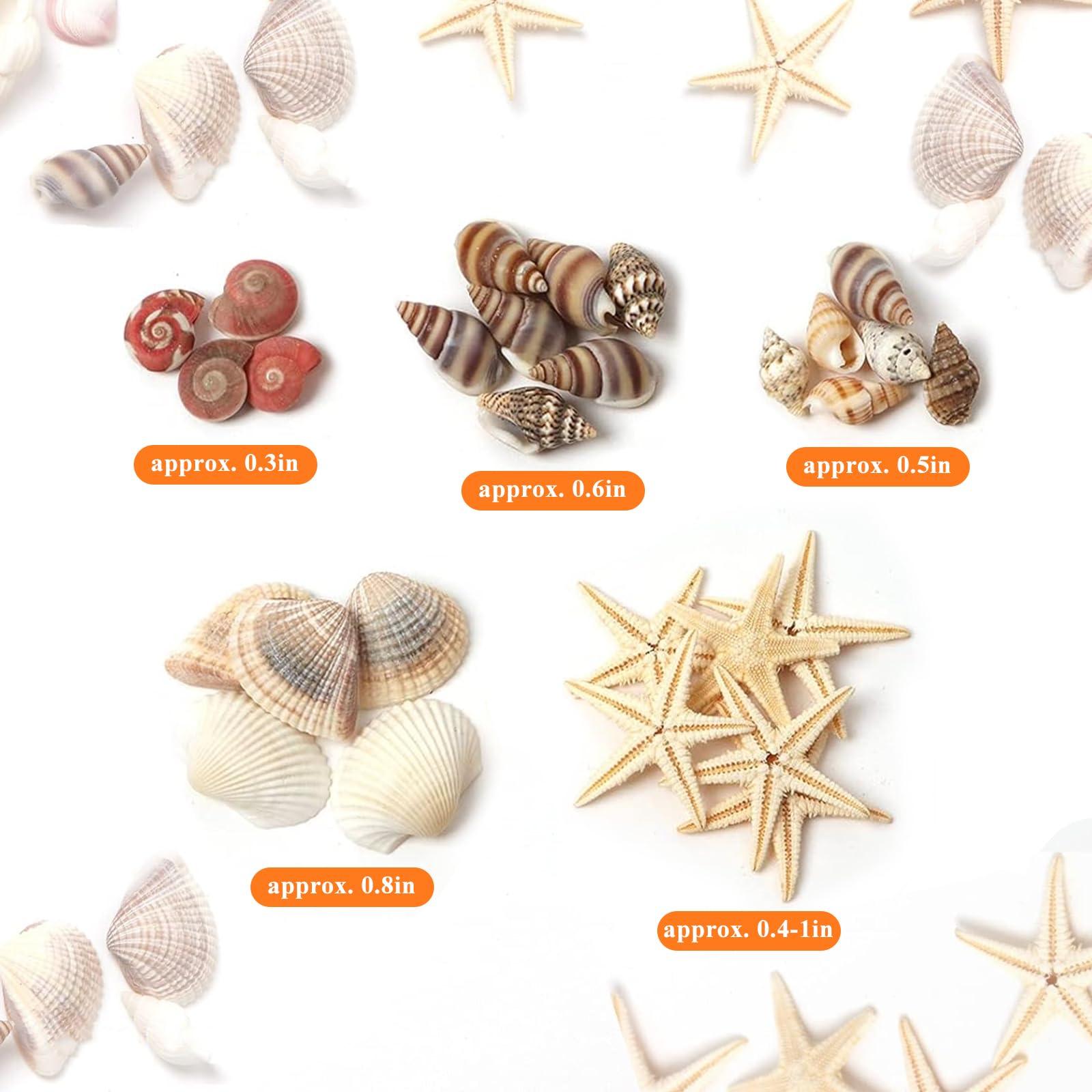 HAPY SHOP 1200 PCS Tiny Sea Shells Small Natural Starfish Mixed Ocean Beach Spiral Seashells for Home Decorations,Wedding Decor,Candle Making,Beach Theme Party,DIY Crafts and Vase Filler