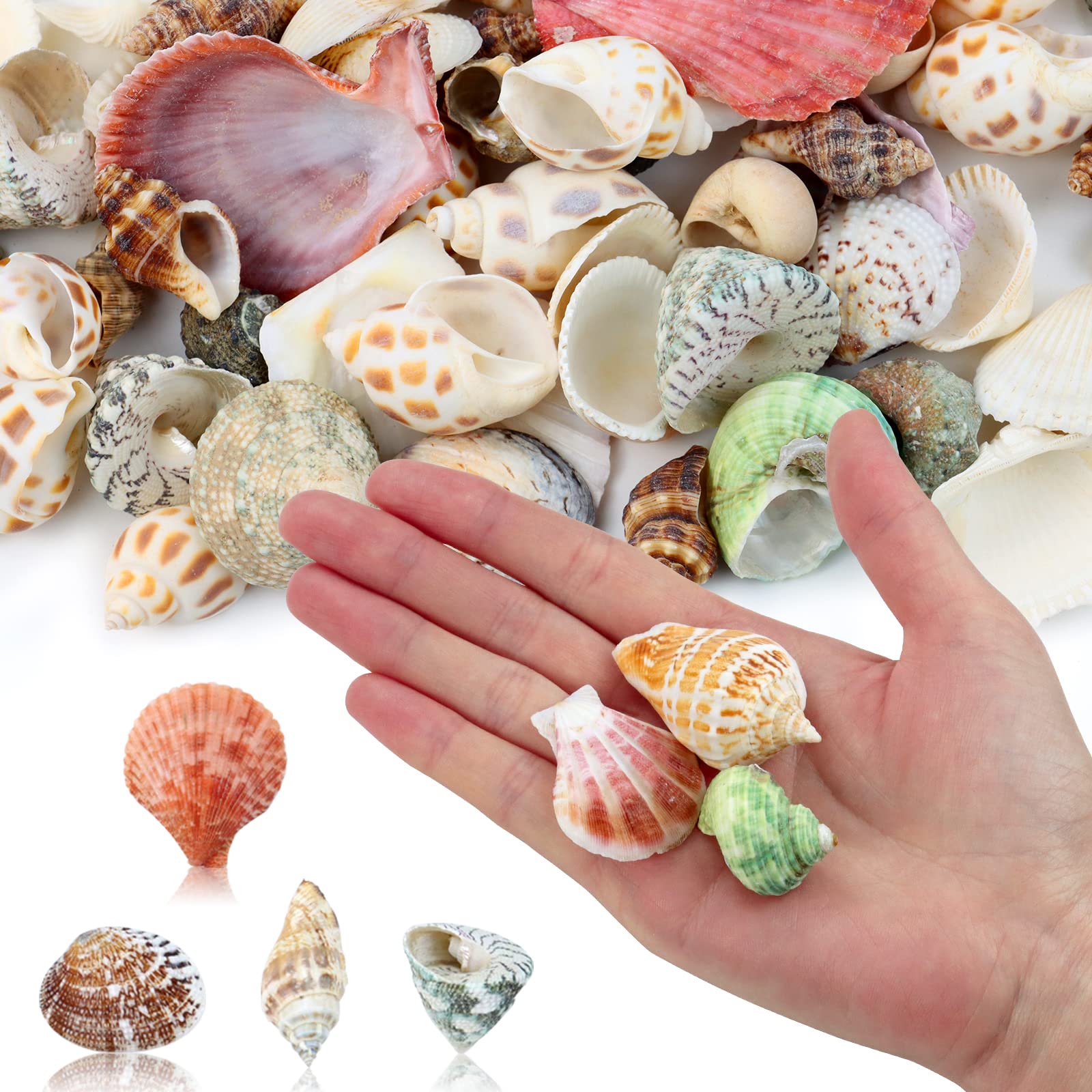 Weoxpr 200pcs Sea Shells Mixed Ocean Beach Seashells, Various Sizes Natural Seashells for Fish Tank, Home Decorations, Beach Theme Party, Candle Making, Wedding Decor, DIY Crafts, Fish Tan