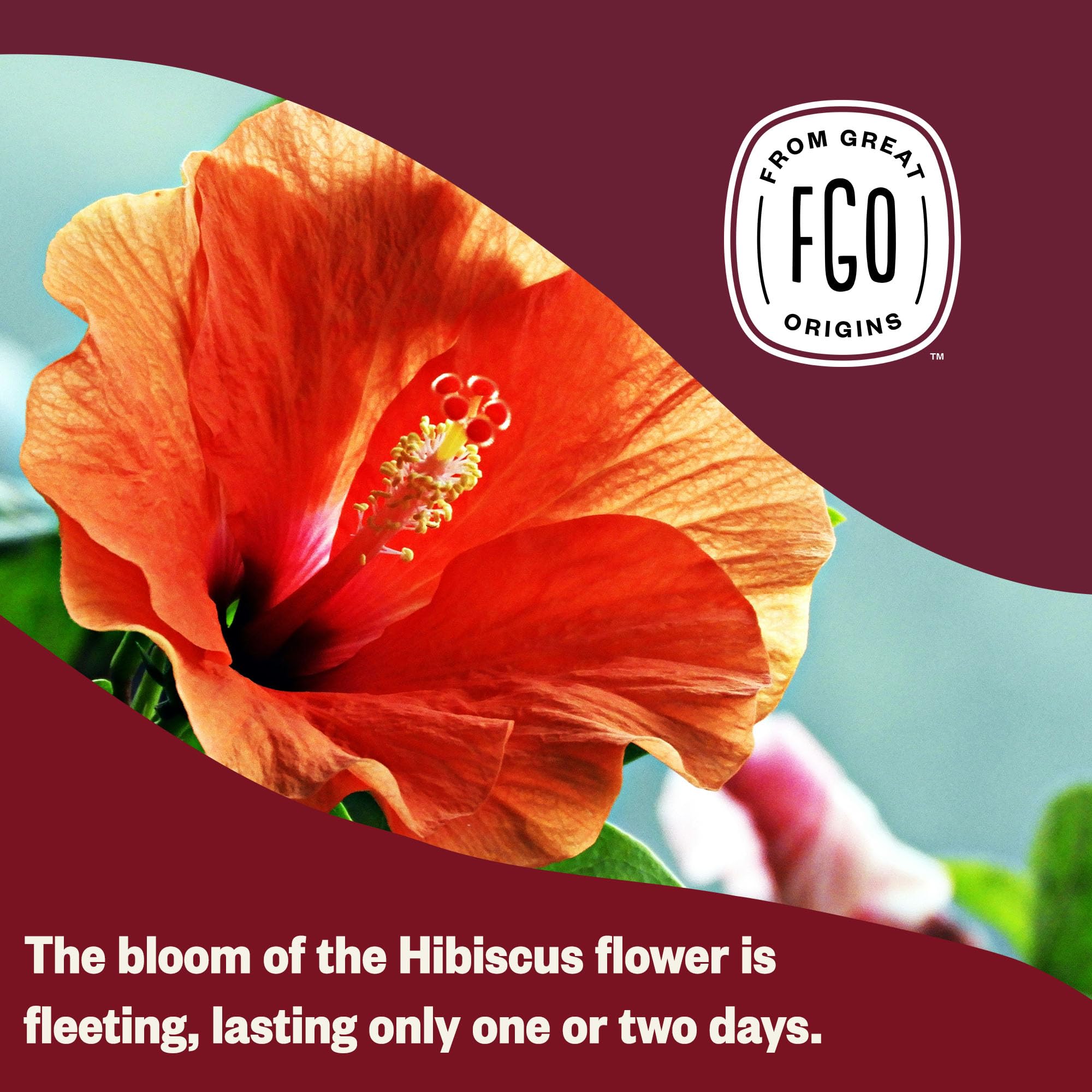 Organic Hibiscus Tea Bags | 100 Tea Bags | Eco-Conscious Tea Bags in Kraft Bag | Raw from Egypt | by FGO