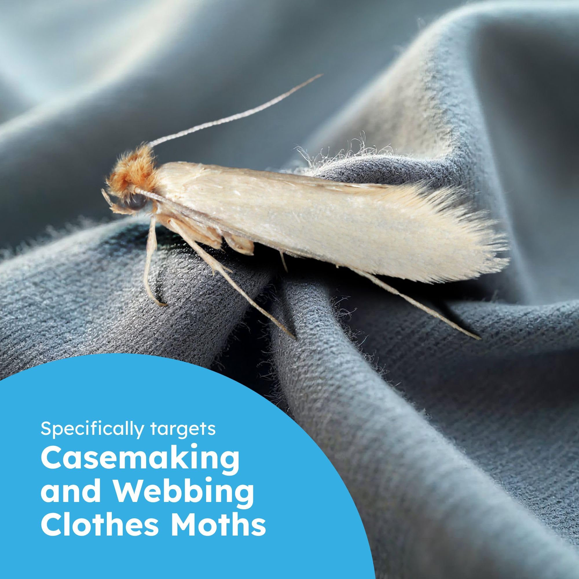 BugMD Clothes Moth Boss Traps - Sticky Glue Bug Repellent Pheromone Attractor for Closets Wardrobes Cabinet Drawers, Moth Balls for Closet, Moth Traps with No Harsh Chemicals, Pantry Moth Trap