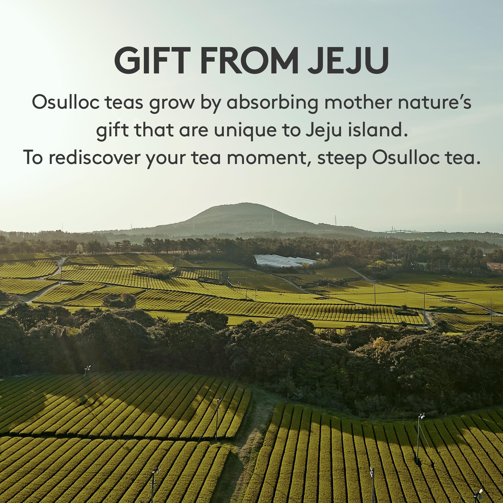 OSULLOC Premium Tea Collection Gift Set, Premium Organic Pure & Blended Tea from Jeju, Tea Bag Series 40 count, 8 flavors x 5 EA